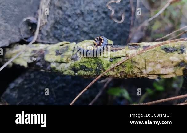 Yellow spotted centipede or almond-scented centipede or cyanide ...