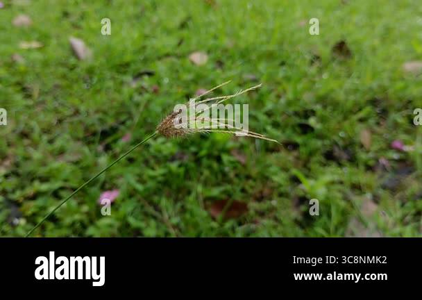 finger grass growing in the garden Stock Video Footage - Alamy