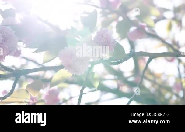 Japanese sakura blooming pink flowers illuminated by sunbeam on cherry ...