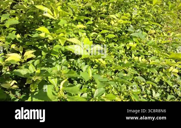 Dense tropical green foliage in full sunlight natural leaf texture ...
