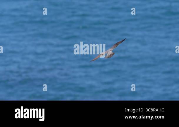 Peregrine falcon in flight in slow motion above the water Stock Video ...
