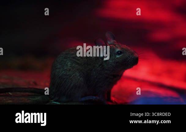 A sand mouse walks at night in search of food. nocturnal hunting Stock ...