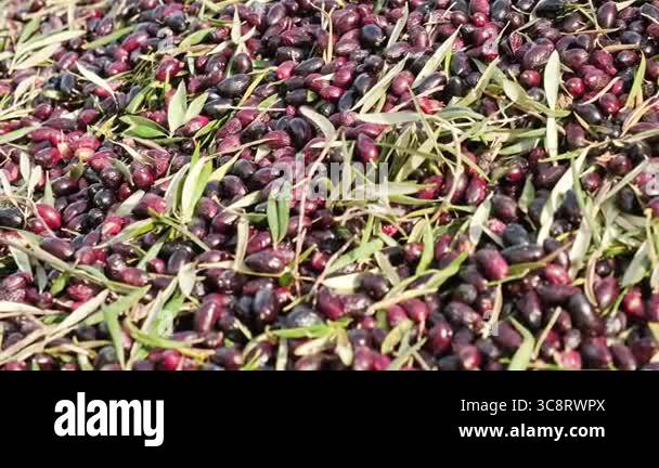 A vibrant pile of freshly harvested black olives, mixed with green ...