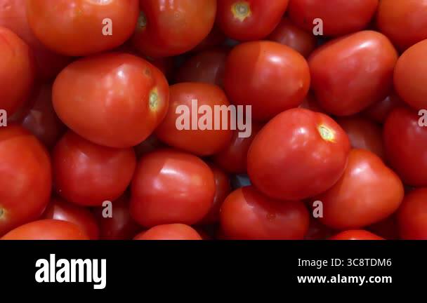 commercial tomato production. harvesting ripe red tomatoes. fresh ...