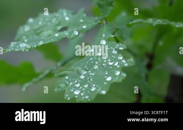 Close-up of raindrops on a green oak leaf moving slightly in the wind ...