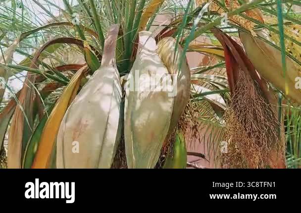 date palm trees flower pods and blooming flowers, highlighting their ...