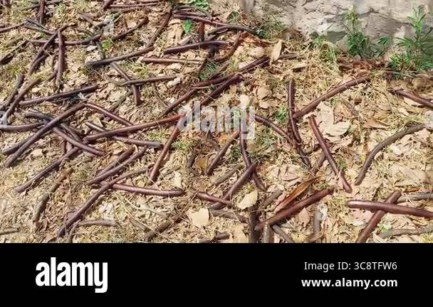 The video captures fallen Amaltas (Cassia fistula) seed pods scattered ...