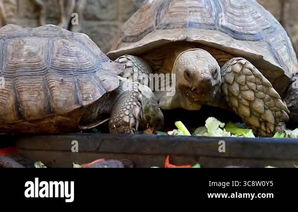 African spurred tortoises feeding animal Stock Videos & Footage - HD ...