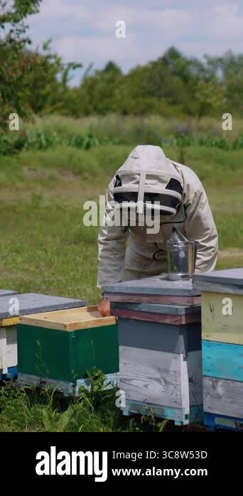 Male beekeeper in protective mask and uniform opens the lid of a hive ...