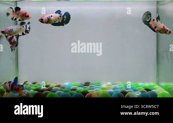 Betta fish group of female Fancy Nemo Blue Marble Halfmoon short tails ...