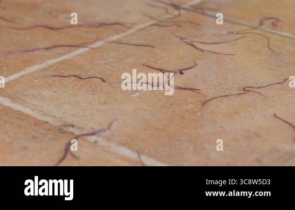 Earthworms, Tubifex Worm on tile floor after rain Stock Video Footage ...