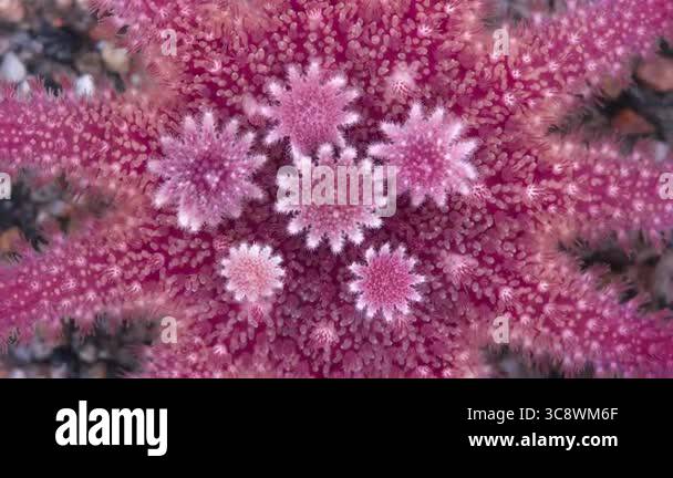 Common sunstars (Crossaster papposus) showing their cutaneous gills ...