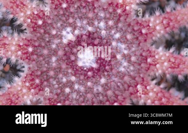 Common sunstar (Crossaster papposus) showing the cutaneous gills ...