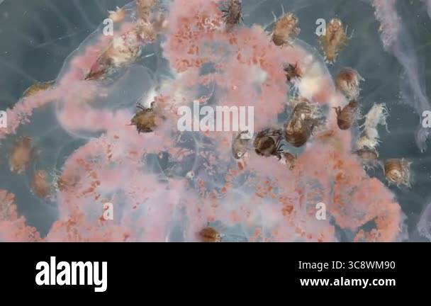 Close-up of parasitic Hyperia galba amphipods feeding on a moon ...