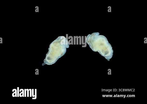 Light micrograph of polychaete worm larvae (family Chaetopteridae ...
