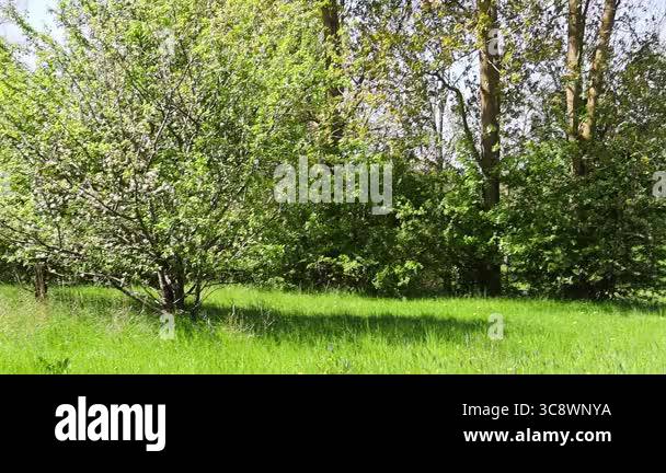 Trees flashing quickly in the park Stock Video Footage - Alamy