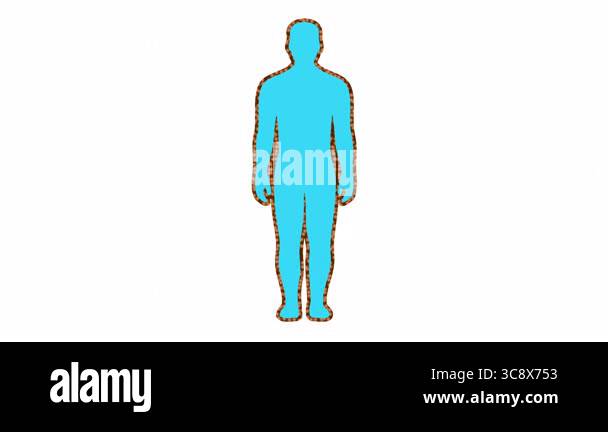Animated illustration of a human figure losing body fat, visually ...