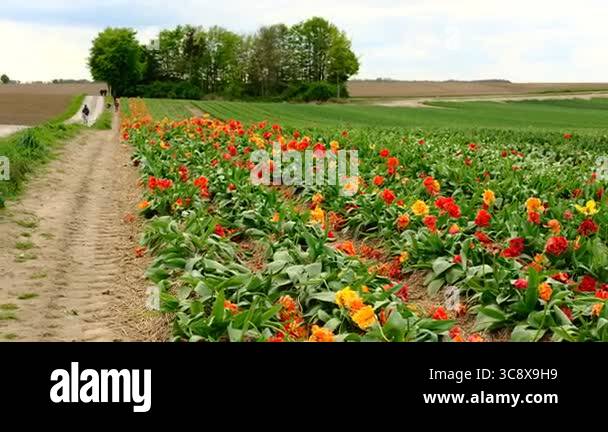 Completed season.Vibrant Dutch tulip field in spring with tractor ...