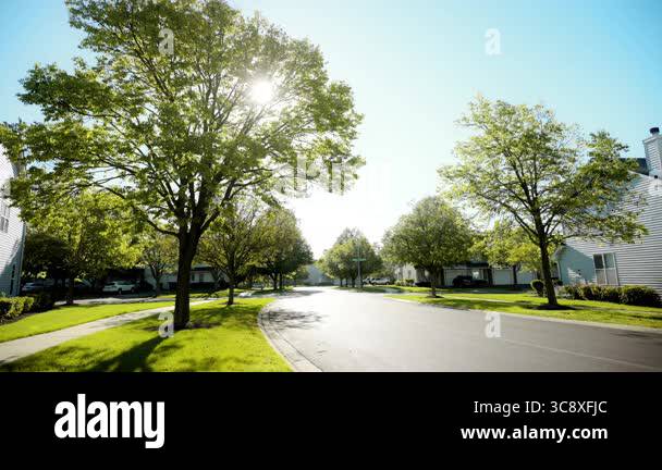 Beautiful trees line in suburb area near the white houses. Steady ...