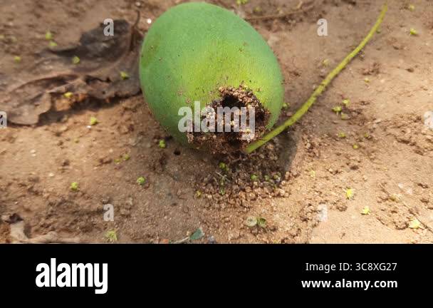 Fire ants are making their nest in raw mango. Mango has fallen on the ...