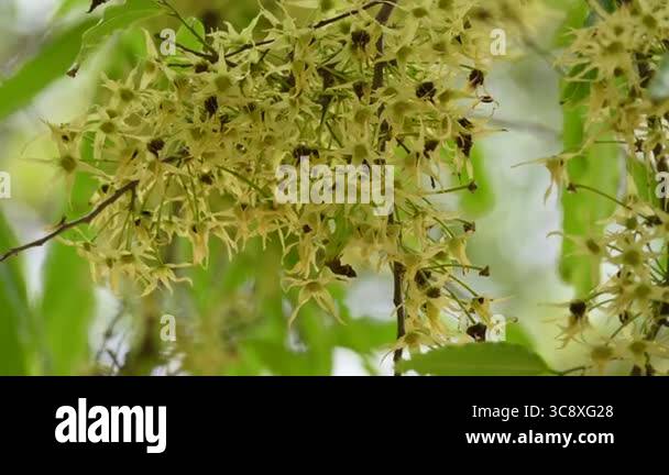 Polyalthia longifolia tree flowers. It's tree other names Ashoka ...