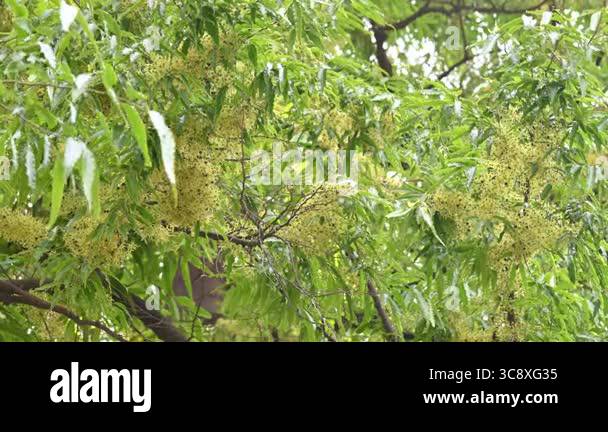 Polyalthia longifolia tree flowers. It's tree other names Ashoka ...