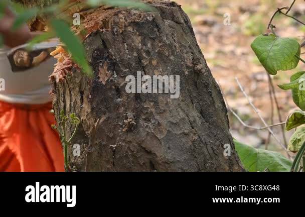 Tree being cut down with an axe. Wood is being cut for fuel in an ...