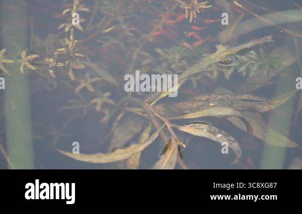 Little red fishs are playing in water. A shoal of newborn red fish is ...