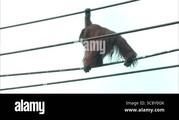 Iron cable Stock Videos & Footage - HD and 4K Video Clips - Alamy