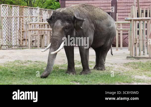 Sad elephant zoo animal cage Stock Videos & Footage - HD and 4K Video ...