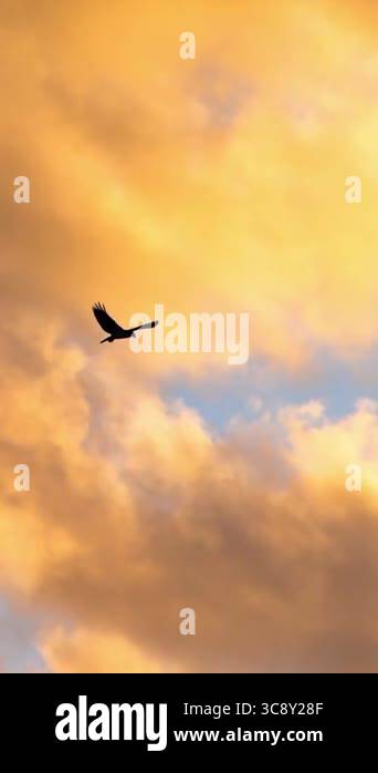 Wings in the wilderness, majestic birds soaring free in nature Stock ...
