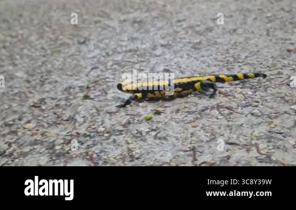 A colorful salamander with yellow and black markings skillfully ...