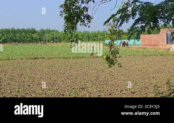Farmer Walking Through Crops. High quality 8k footage Stock Video ...