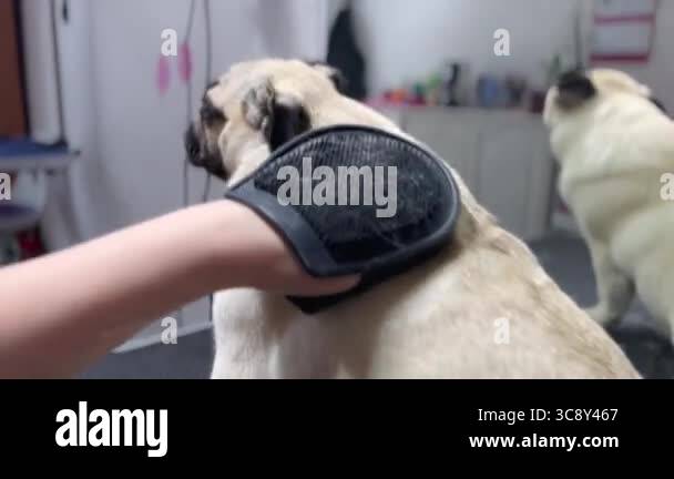 brushing a pug with a rubber brush in a grooming salon. High quality ...