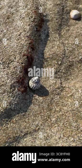 snail on the seashore rocky shore Stock Video Footage - Alamy
