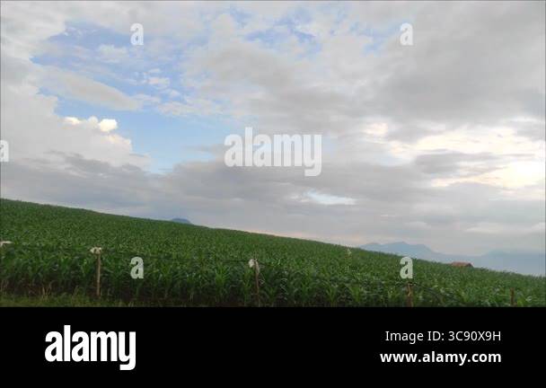 Lush corn field under a beautiful blue sky dominated by gray clouds ...