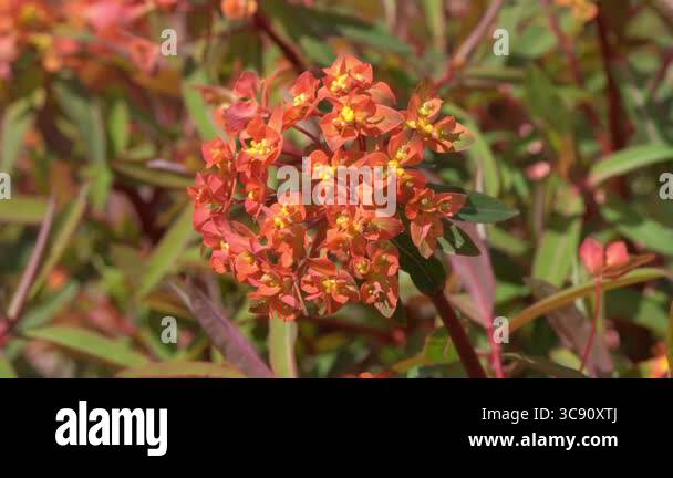 Euphorbia griffithii ‘fireglow fireglow Stock Videos & Footage - HD and ...