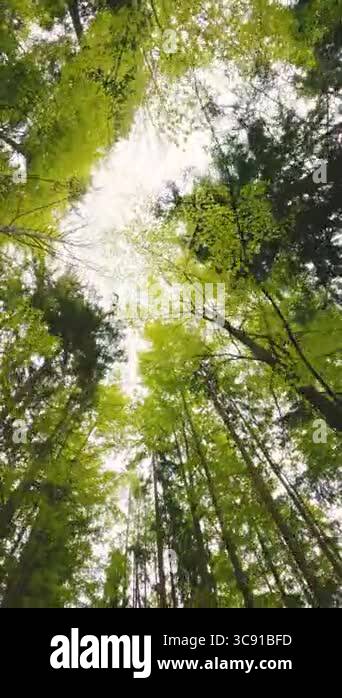 Vertical footage showing fresh green leaves and crowns of tall forest ...