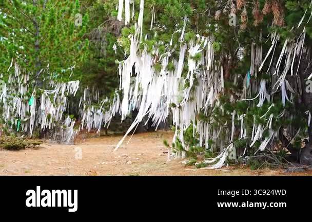 Sacred place with white ribbons tied on trees and stone cairns at ...