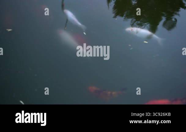 Vibrant School of Koi Fish Swimming in Clear Water A serene underwater ...