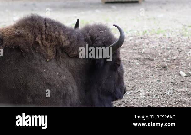Large adult buffalo peacefully resting in a shaded area of the city zoo ...