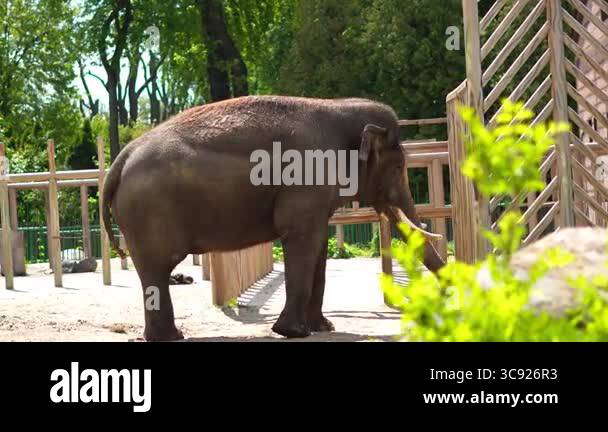 Lonely elephant moves repetitively behind fence in unnatural zoo space ...