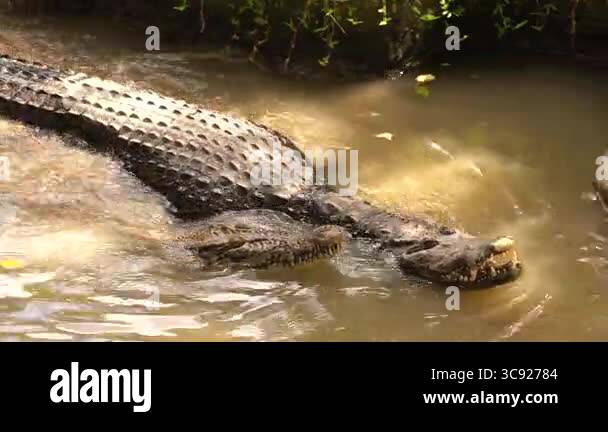 Group of crocodiles gather in shallow water showing various sizes from ...
