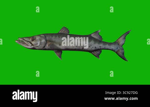 Barracuda Fish Swimming From Left, 3D Rendering Animation on Green ...