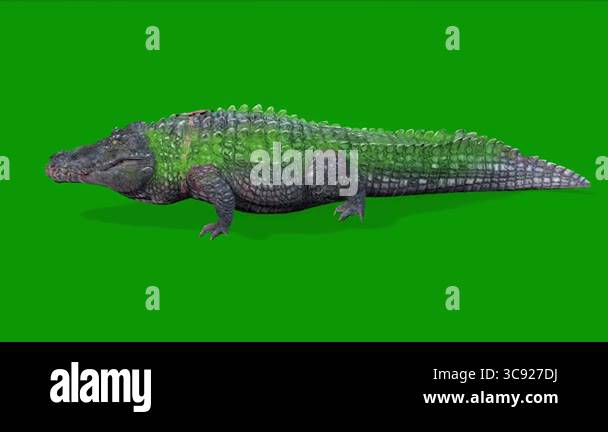 Alligator Walking Scene From left Side-3D Rendering Animation On Green ...