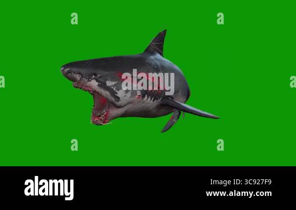 A killer Shark angry scene 3D rendering animation on green screen or ...