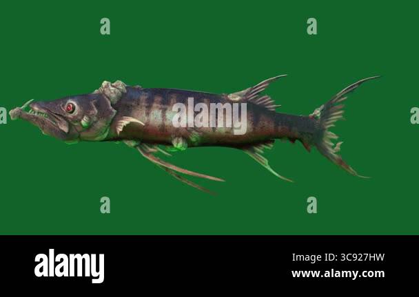 Barracuda Fish Swim Scene From Left, 3D Rendering Animation on Green ...