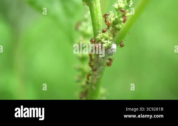Ants Farming Aphids for Honeydew on Green Plant Stem Stock Video ...