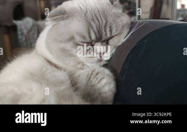 Relax Purring White Scottish Fold Cat Big Cute Pet fluffy cheek close ...