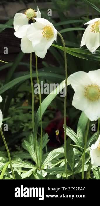 white beautiful summer flowers. flowers sway in the wind. white ...